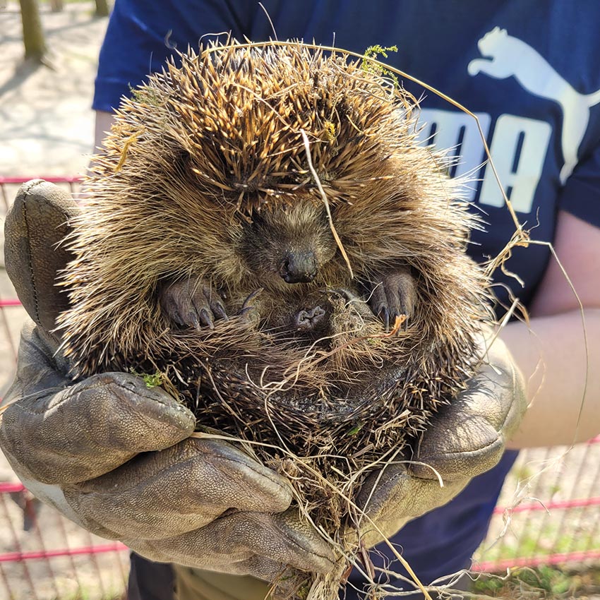 2023.05.04 - Garteneinsatz in der Kita Grünschnabel